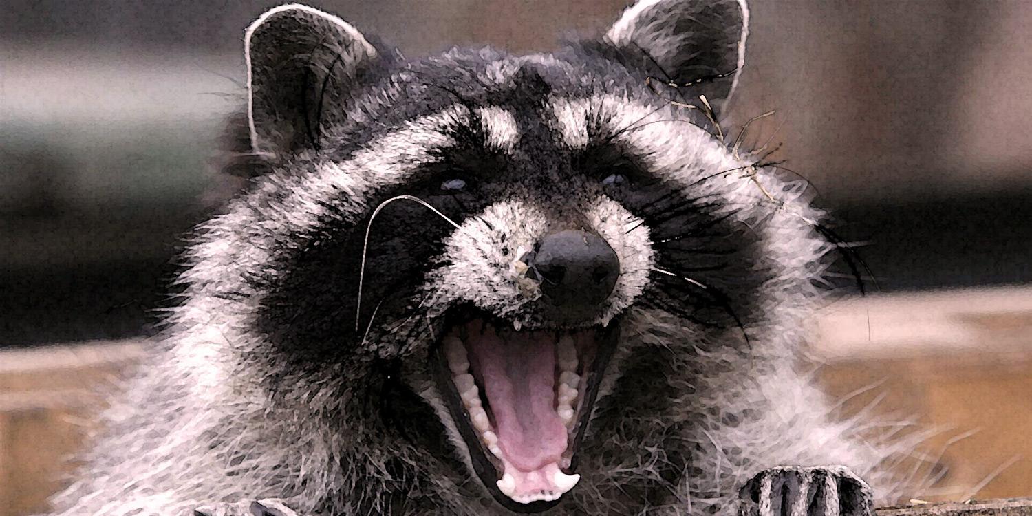 Raccoon Musings