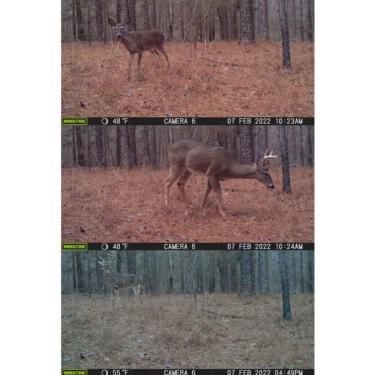 Moultrie Micro 42 Kit Camera Camo 42MP - Capture Every Detail