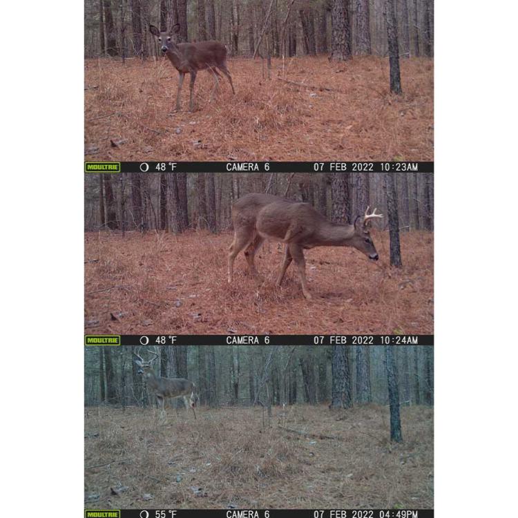 Moultrie Micro 42 Kit Camera Camo 42MP - Capture Every Detail